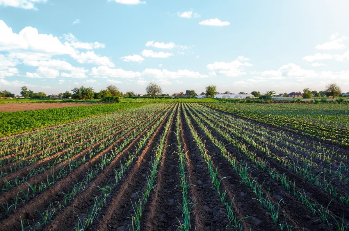 Wyr Farm – Ferme Agricole Moderne au Maroc